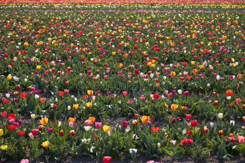 Tulip Field with Types of Flowers and Colors in Spring Stock Photo ...