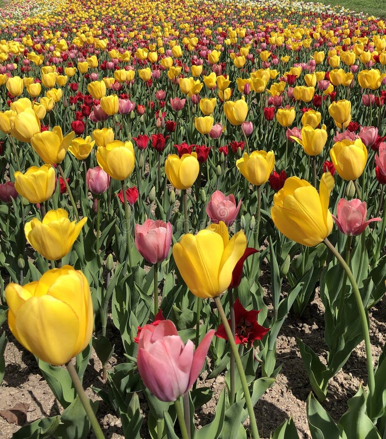 Tulip field stock photo. Image of yellow, field, colorful - 162406692