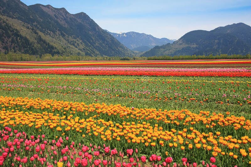 Field of Colorful Tulips in Spring Stock Image - Image of season ...
