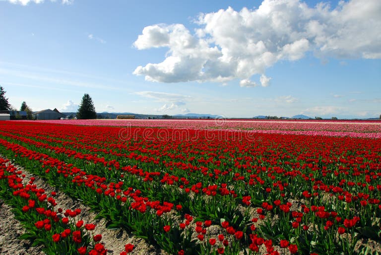 Seattle Tulip Fields Stock Photos - Free & Royalty-Free Stock Photos ...
