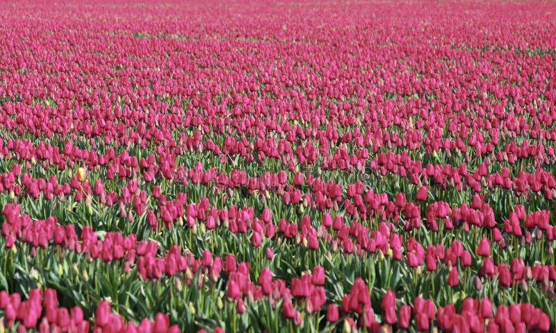 Tulip Fields stock image. Image of tulip, spring, flowers - 5075719