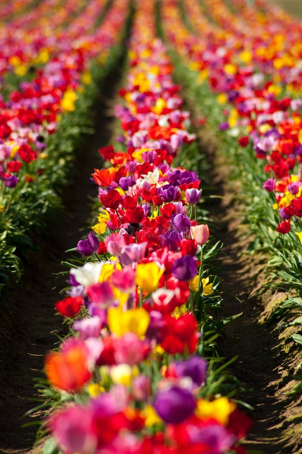 Tulip Fields, Snow-covered Mountain Stock Photo - Image of agronomy ...