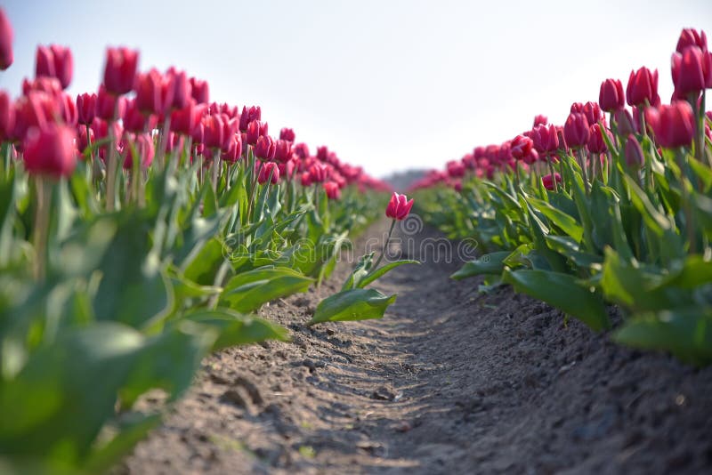 Tulip Fields Closeup with a Path Stock Image - Image of spring, path ...