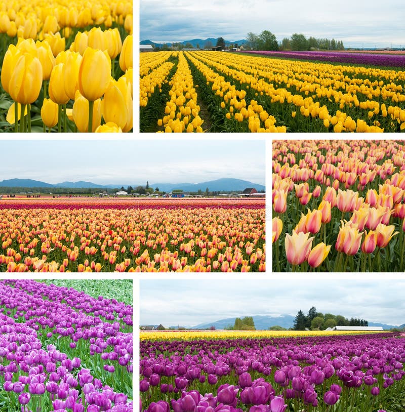 Spring Blossom Flowers Collage Stock Photo - Image of botany, leaf ...