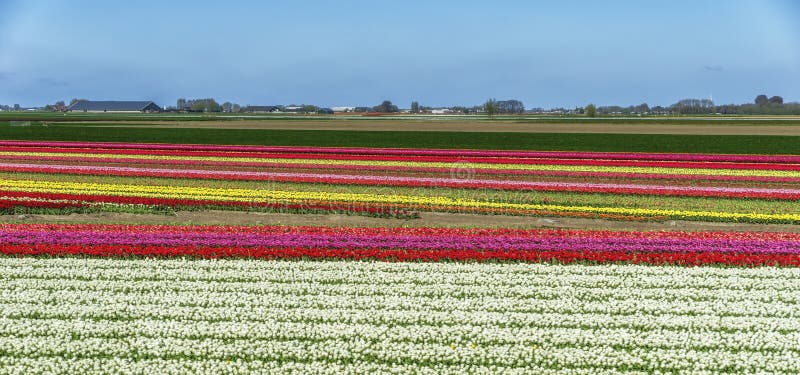 Tulip Fields in the Countryside from the Netherlands in Spring Stock ...