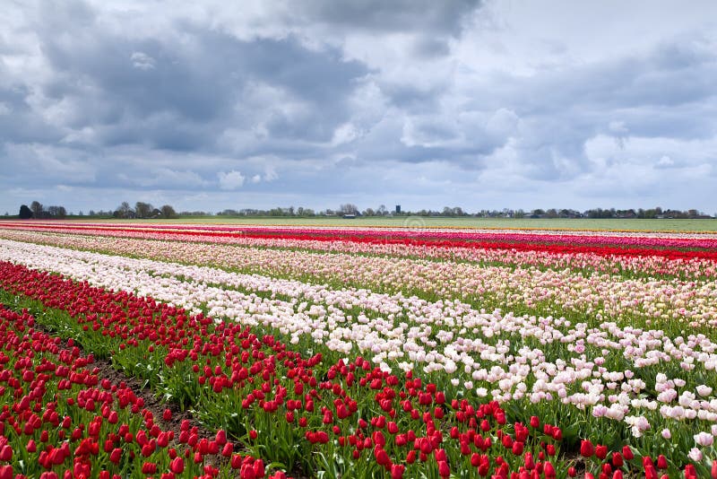 Tulip fields in Dutch farm stock image. Image of flora - 28510069