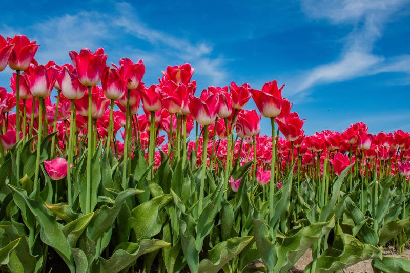 Tulip Fields in Dutch Landscape Stock Image - Image of flora, white ...