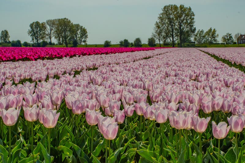 Tulip Fields in Dutch Landscape Stock Image - Image of postcard ...