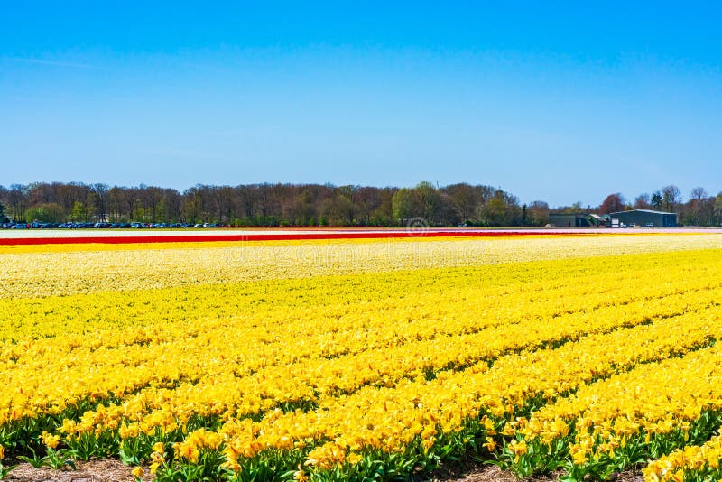 Tulip fields in Holland stock image. Image of farming - 276519059