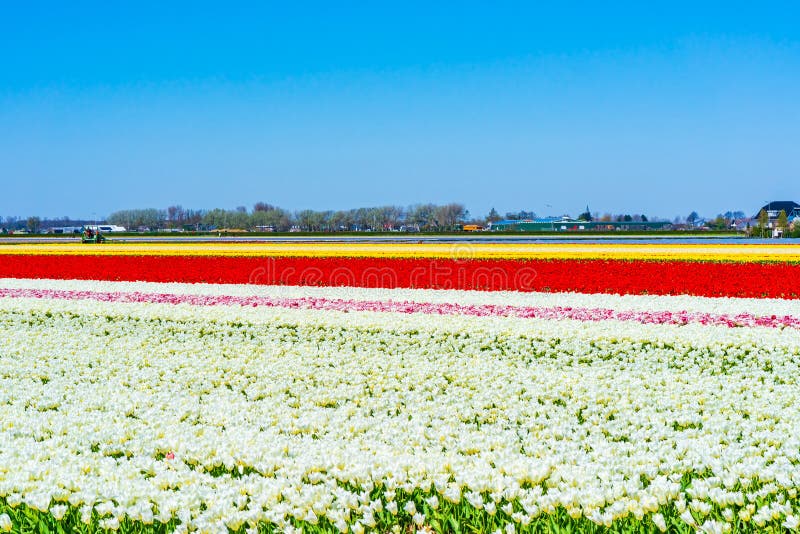 Tulip fields in Holland stock photo. Image of european - 276519606