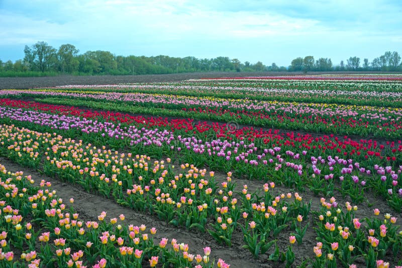 Tulip fields stock image. Image of holland, blossom, farm - 67583203