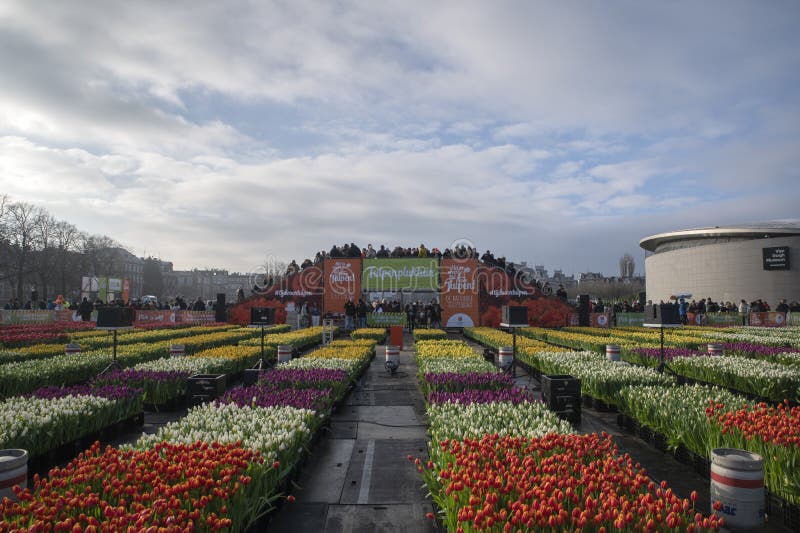 Tulip Fields at the National Tulip Day at Amsterdam the Netherlands 23 ...