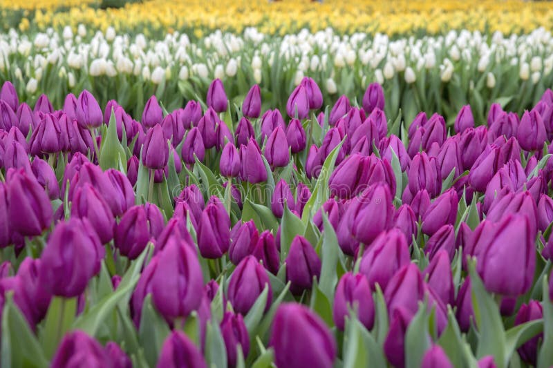 Tulip Fields at the National Tulip Day at Amsterdam the Netherlands 23 ...