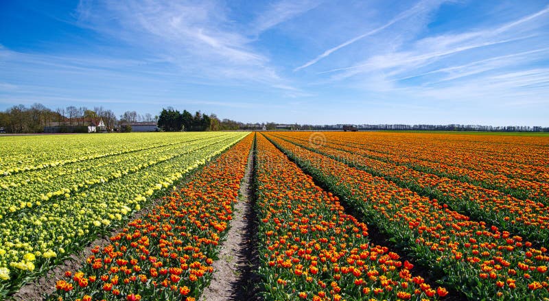 Tulip Fields in the Netherlands Stock Image - Image of destination ...