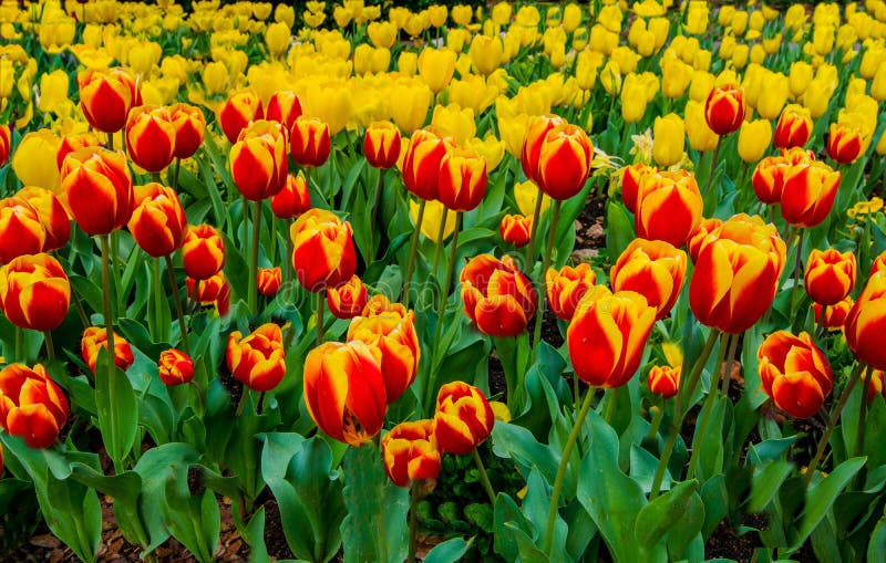 Tulip Fields in Red and Yellow Stock Photo - Image of blooming, fields ...
