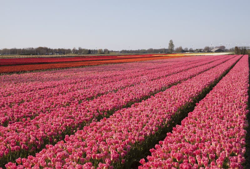 Tulip fields in spring stock image. Image of tulips, nature - 59349483