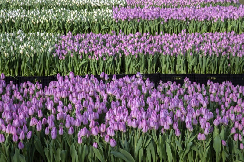 Tulip Fields with Two Color at the National Tulip Day at Amsterdam the ...