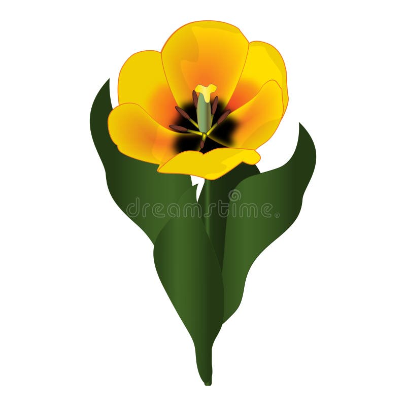 Single Yellow Daffodil, Narcissus Spring Flower with Stem and Leaves ...