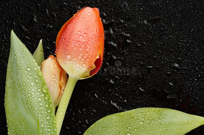 Tulip flower stock image. Image of petal, bloom, stem - 2111441