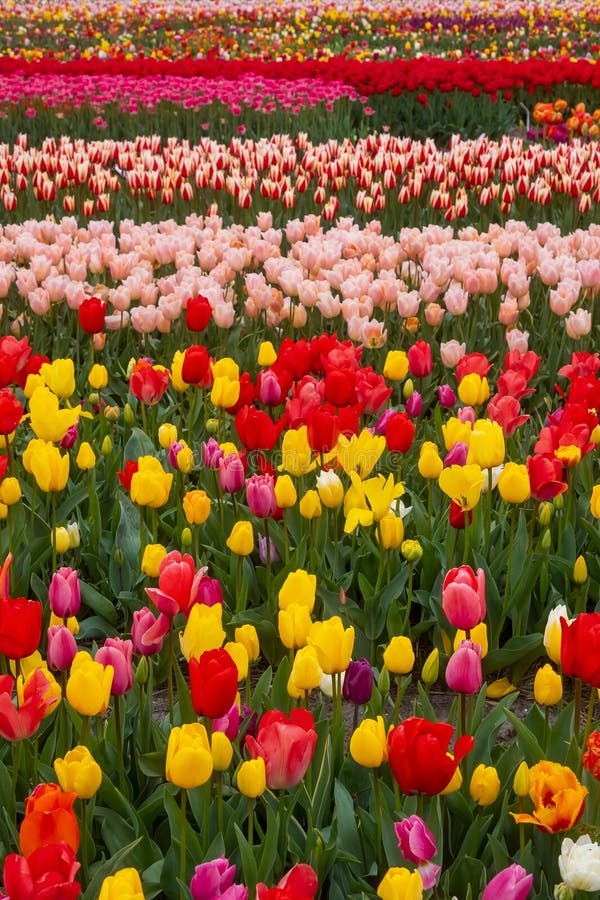 Tulip Flower Background. Multi Colored Tulip Flowers in a Garden Stock ...