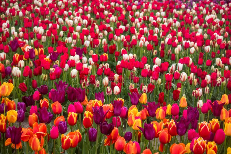 Tulip Flower Background. Multi Colored Tulip Flowers in a Garden Stock ...