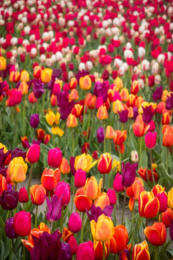 Tulip Flower Background. Multi Colored Tulip Flowers in a Garden Stock ...