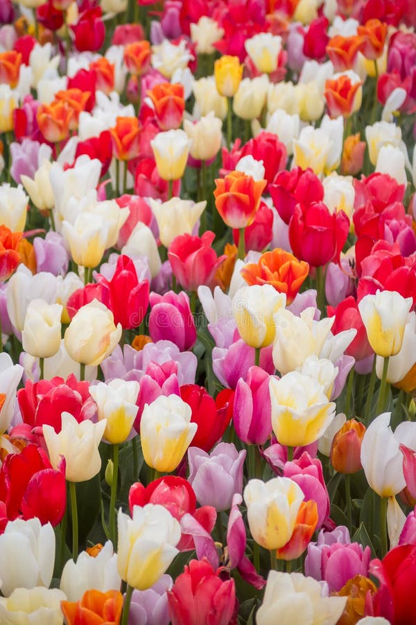 Tulip Flower Background. Multi Colored Tulip Flowers in a Garden Stock ...
