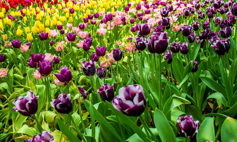 Tulip Flower Bed in Flower Dome Stock Photo - Image of landscaped ...