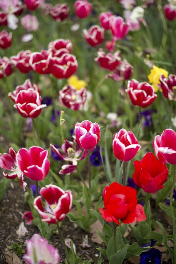 Tulip flower blossom stock image. Image of season, plant - 79731491