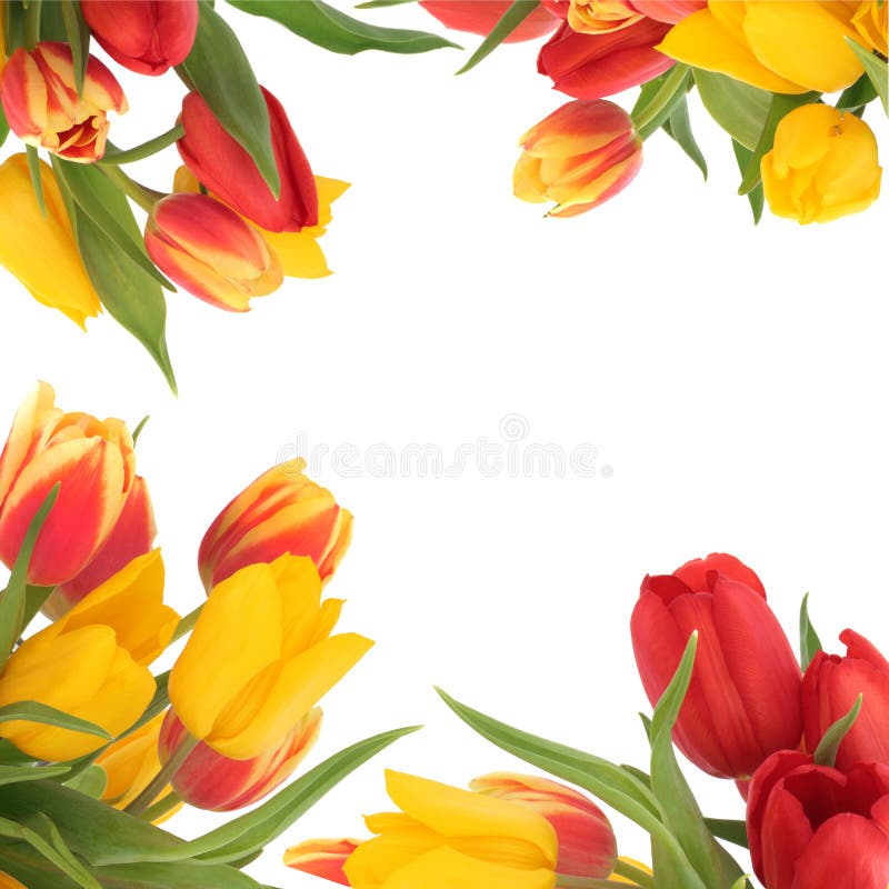 Tulip Flower Border stock photo. Image of tulip, spring - 24521290