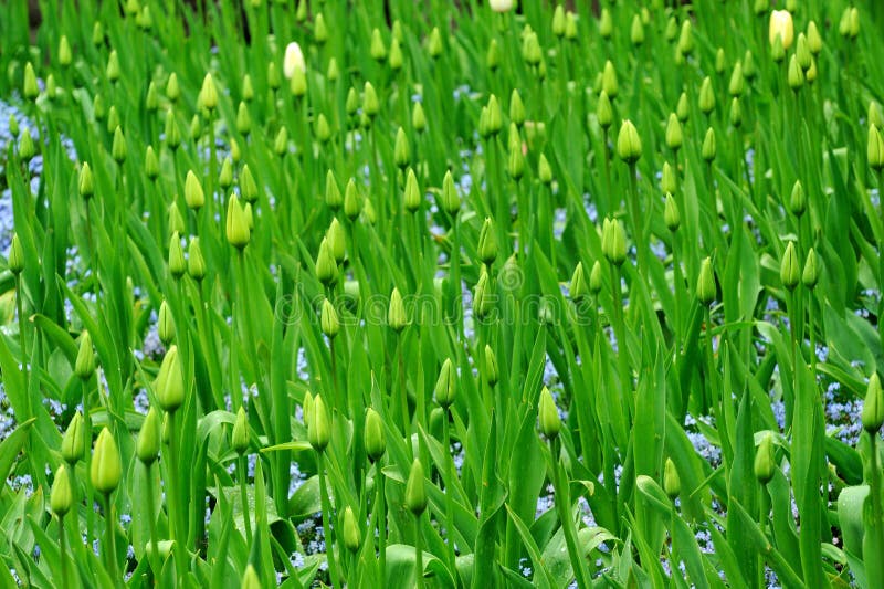 Tulip flower bud stock photo. Image of garden, canada - 14702880