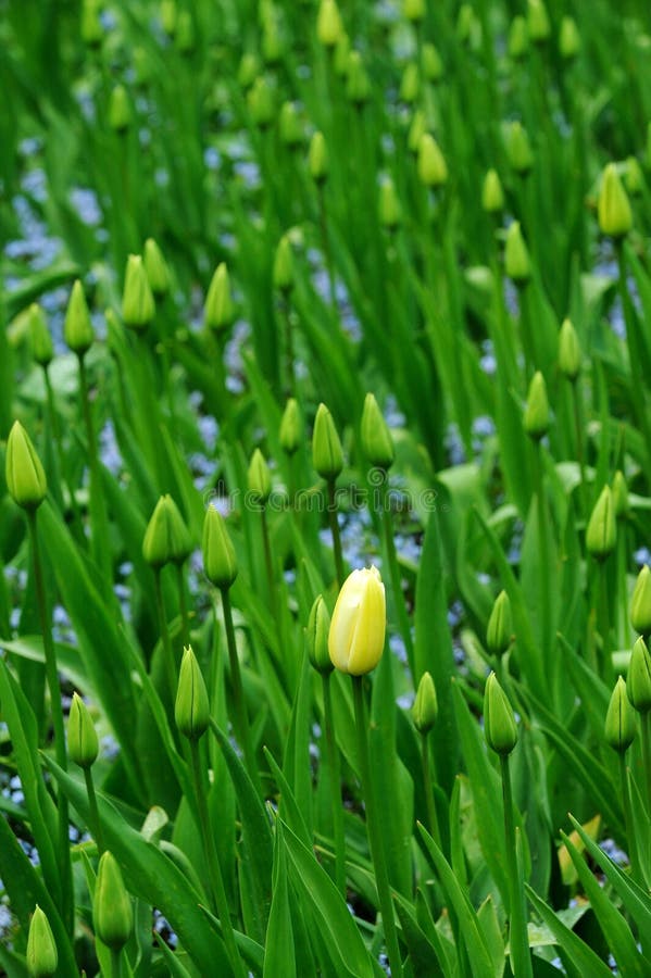 Tulip flower bud stock image. Image of island, british - 15260695