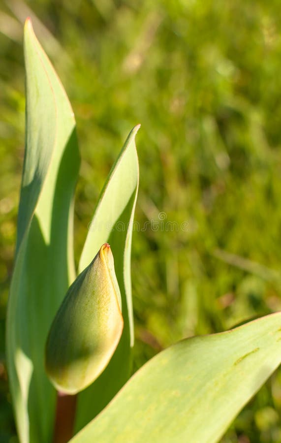 Tulip flower bud stock photo. Image of grass, white - 223509132