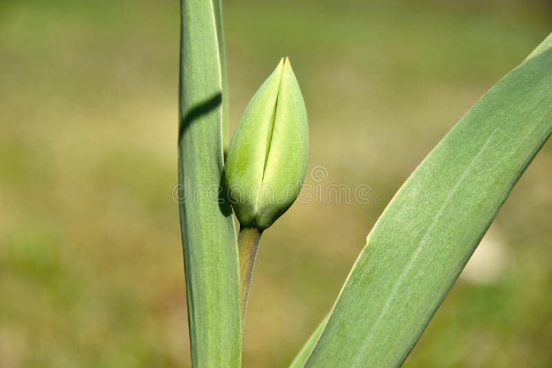 Tulip Flower Bud in the Spring Garden. Stock Photo - Image of flower ...