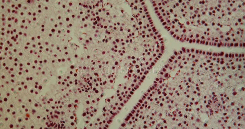 Tulip Flower Bud Transversely Stock Video - Video of research, movement ...