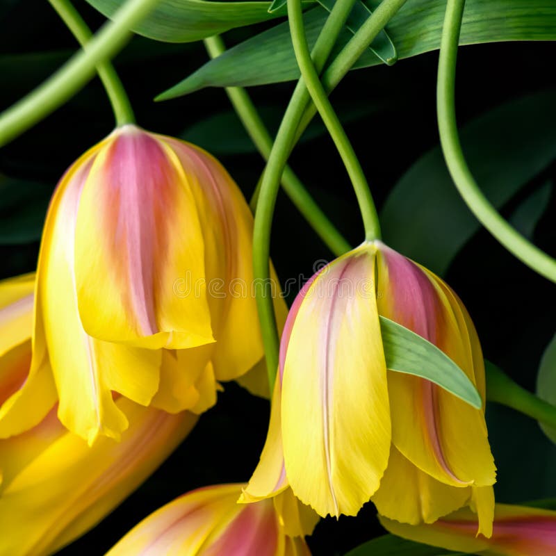Tulip flower close-up stock photo. Image of background - 123798528