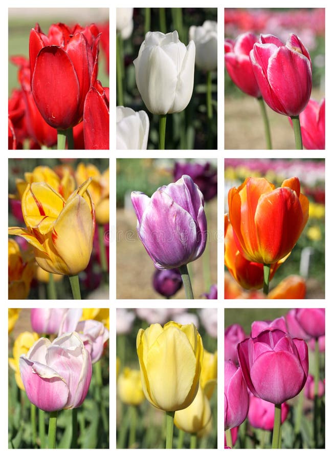Tulip flower collage stock photo. Image of park, orange - 72629634