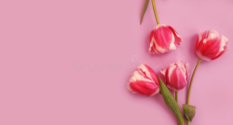 Tulip Flower on a Colored Background March Stock Image - Image of ...