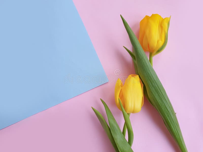 Tulip Flower on a Colored Background March Stock Photo - Image of ...
