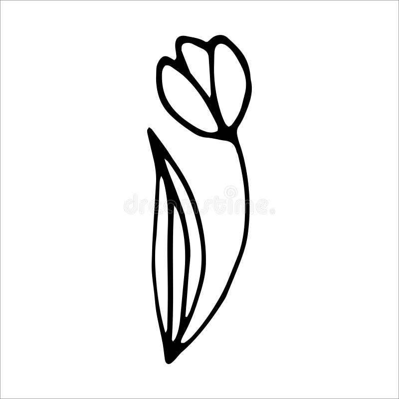 Tulip Flower Doodle Style Vector Illustration Isolated on White Stock ...