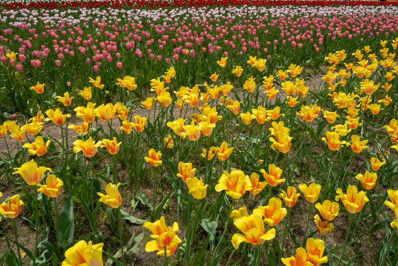 Tulip Flower Field in Holland Michigan during Spring Time Stock Image ...