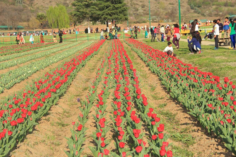 Tulip Flower Field in Kashmir. Editorial Stock Photo - Image of farm ...