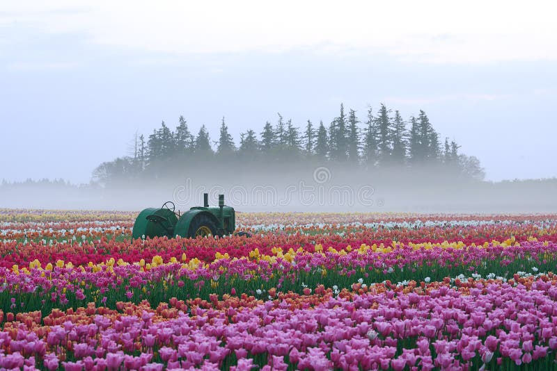 Tulip flower stock photo. Image of oregon, tulip, field - 43720566