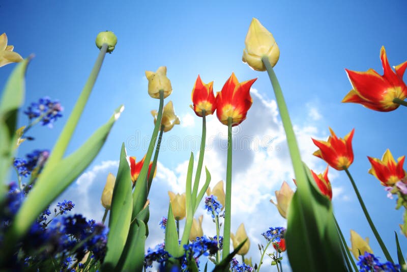 Tulip flower garden stock image. Image of tranquil, sunshine - 5118533