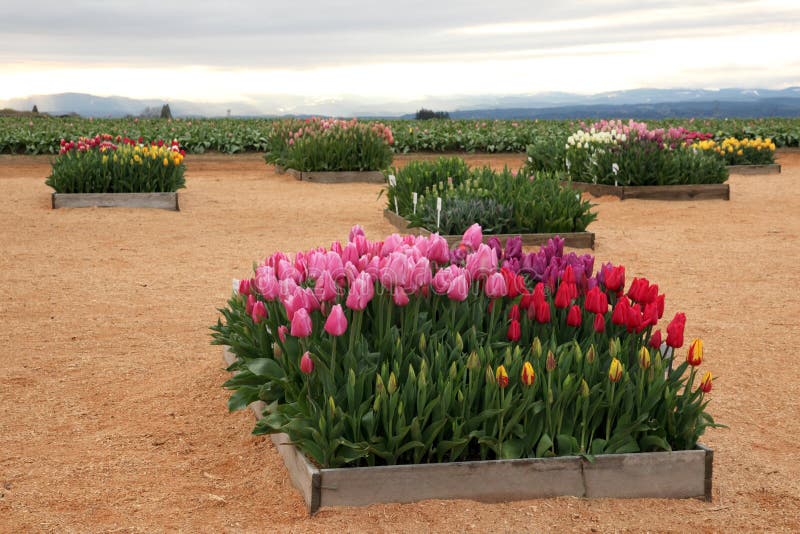Tulip flower garden stock image. Image of isolated, industry - 8959265