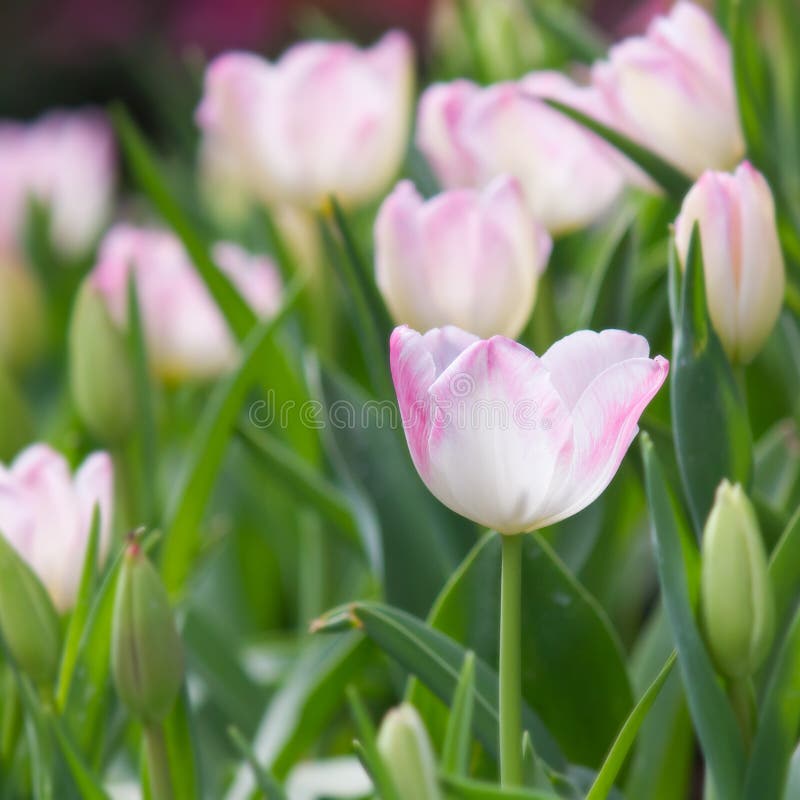 Tulip flower in the garden stock photo. Image of plant - 47301128