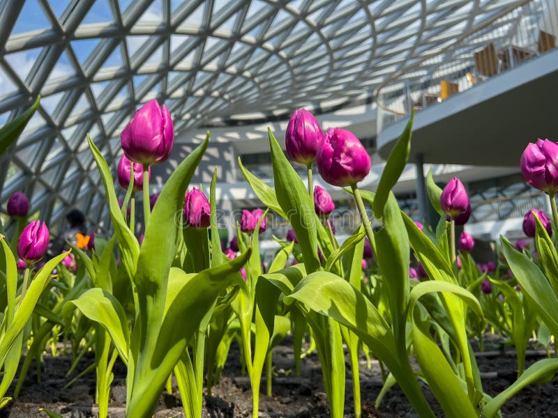 Tulip flower garden stock photo. Image of park, agriculture - 261700498