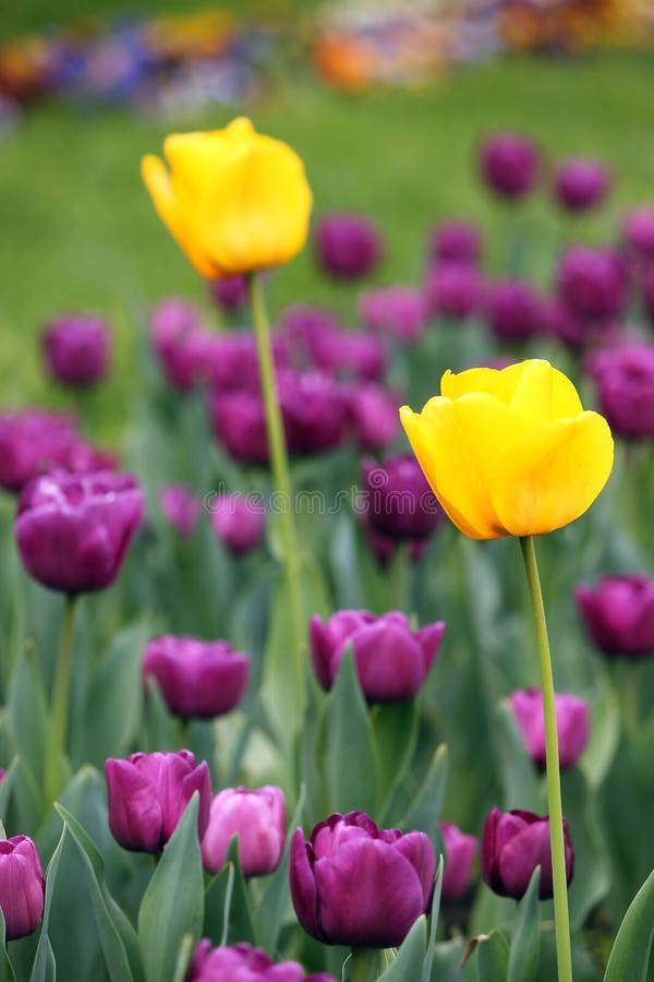 Tulip flower garden stock image. Image of beautiful, colorful - 48967309