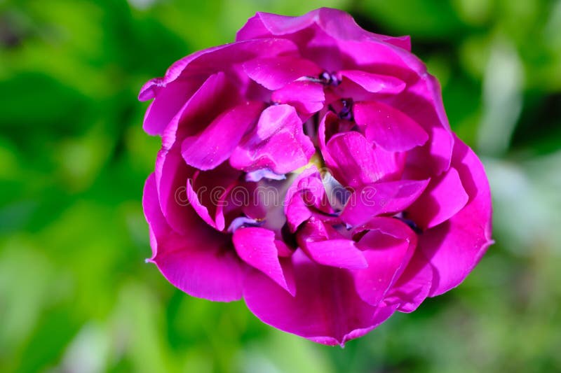 Tulip Flower Head Close-up on a Blurred Background Stock Photo - Image ...