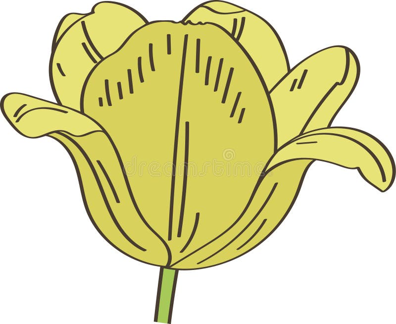 Tulip Flower Head stock vector. Illustration of bright - 358404749